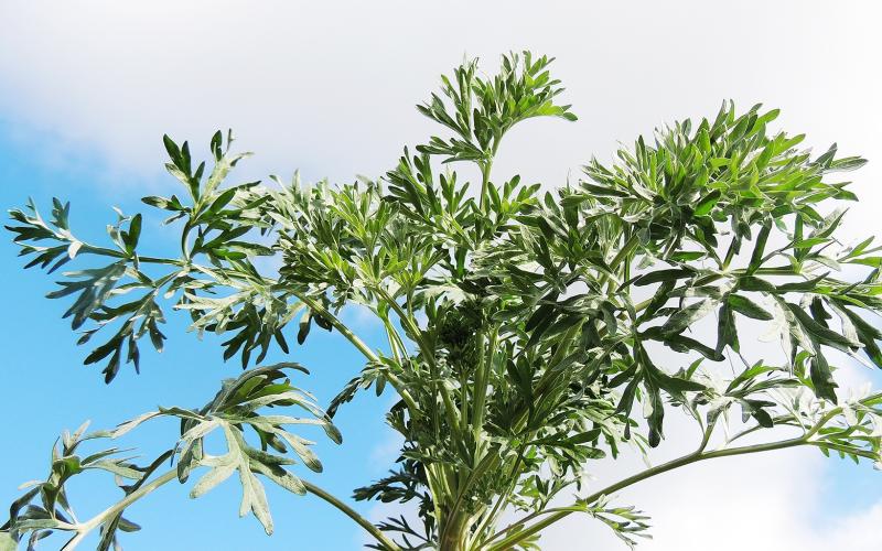 Pelynas - kartus, naudingas ir pavojingas | Biržiečių žodis